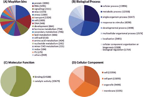 Functional Annotation Of The Transcriptome Of E Vivipara Mapman