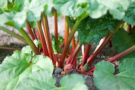 What Is Rhubarb