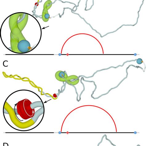 Transcription Induced Supercoiling Drives Chromatin Loop Extrusion And Download Scientific