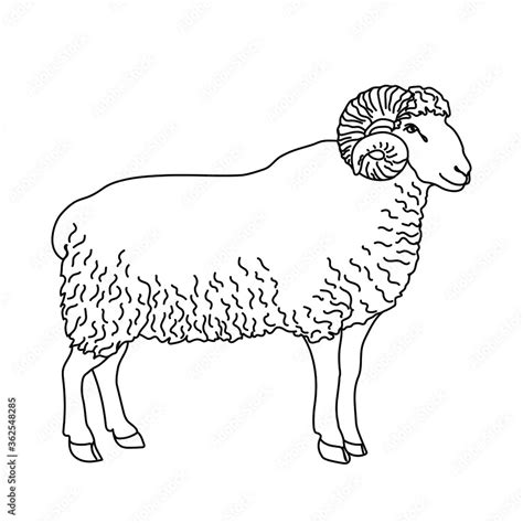 Ram Line Drawing Minimalistic Style For Logo Icons Emblems Template