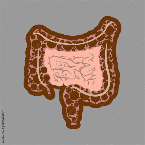 Human Digestive System Intestines Gut Anatomy Gastrointestinal Tract