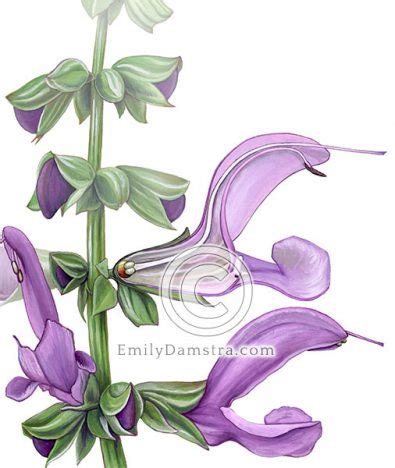 Anatomy Of A Flower Salvia Emily S Damstra