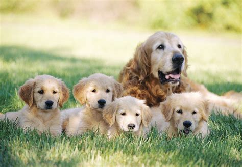 🔥 50 Cute Golden Retriever Puppies Wallpapers Wallpapersafari