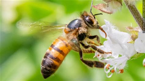 Bee Alert 5 Million Bees Fall Off Truck Near Toronto Kxl