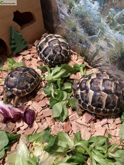 Tortues Terrestres Tortues Terrestres Midi Pyrénées Haute Garonne Annonces Reptiles