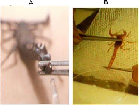 Methods Of Scorpion Venom Milking A Manual And B Electrical Method