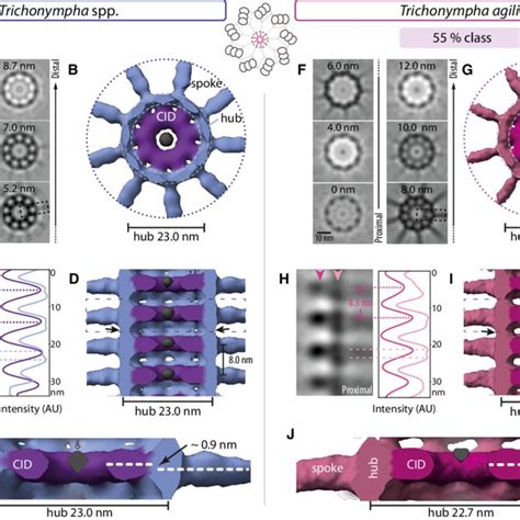 Trichonympha Collaris The Entire Trichonympha Cell Is Covered By
