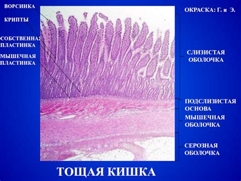 Слизистая оболочка толстой кишки покрыта эпителием - фото презентация