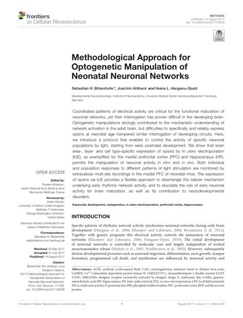 Pdf Methodological Approach For Optogenetic Manipulation Of Neonatal Neuronal Networks