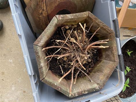 Can My Mega Catnip Root Survive It Seems To Be Rooting Down Into The Pot But Havent Witnessed