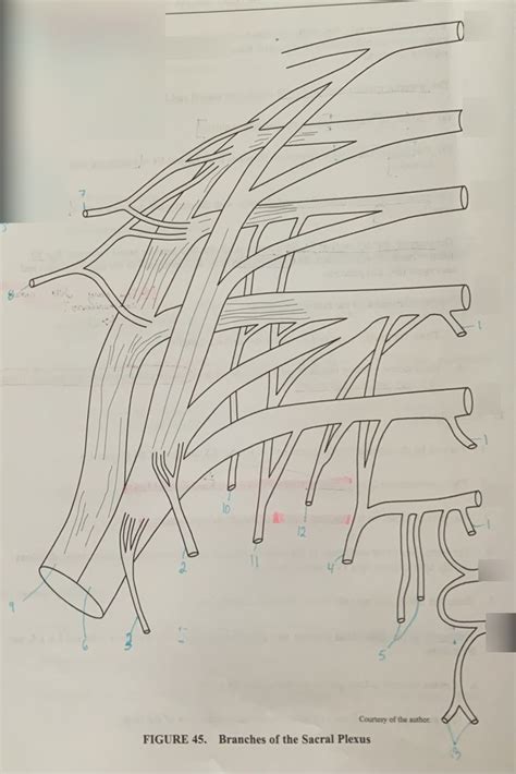 Figure 45 Just Branch Names Diagram Quizlet