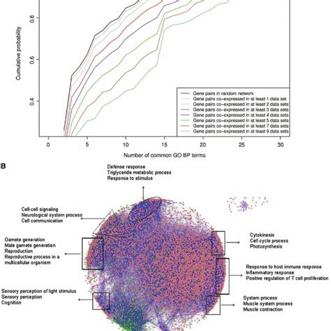 the coding non coding gene co expression network a the