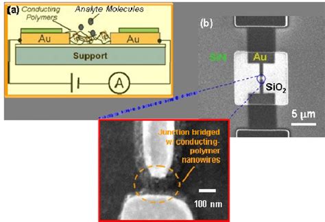 A Schematic Cross Section Of A Sensor Made Up Of Conducting Polymers Download Scientific