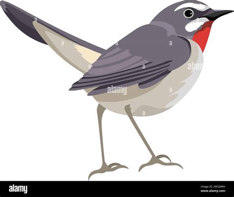 Swift Bird Avian Animal Portrait Wild Species Stock Vector Image