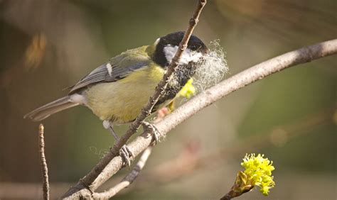 This Week In Biodiversity News 3rd February