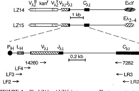 Pdf Transgene 1 L Somatic Hypermutation Of A Enhancer Drives Active