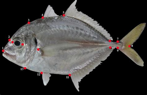 Figure 2 From Integrating Geometric Morphometrics And Dna Barcoding A Consolidated Taxonomic
