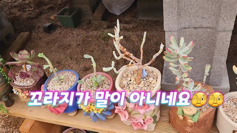 삶아지고 무너지고 꼬라지가 장난 아니네요😅😅 무름 노숙다육 다육이 다육이키우기 Youtube