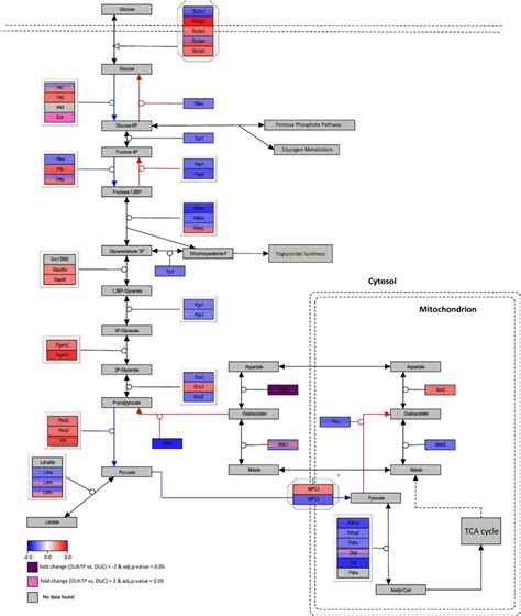 Pathway Analysis Of Microarray Results Related To Glycolysis And Download Scientific Diagram
