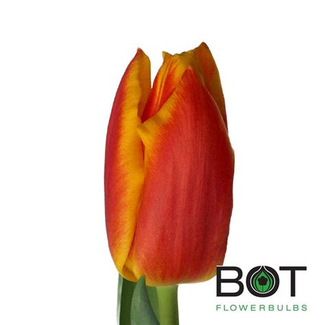Orange Fire Bot Flowerbulbs