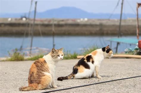 Explore 10 Of Japans Best Cat Islands Wamazing Discover