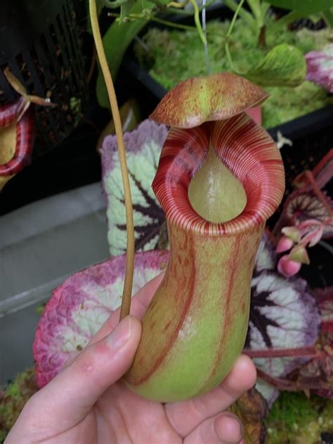 Ventricosa X Ephippiata Freshly Opened R Nepenthes
