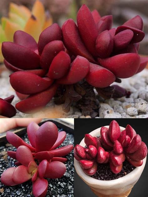 Крассула Клавата (Crassula Clavata) | Садоводство на балконе, Висячие ...