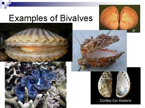 Phylum Mollusca Class Bivalvia Oysters Clams Scallops Oh