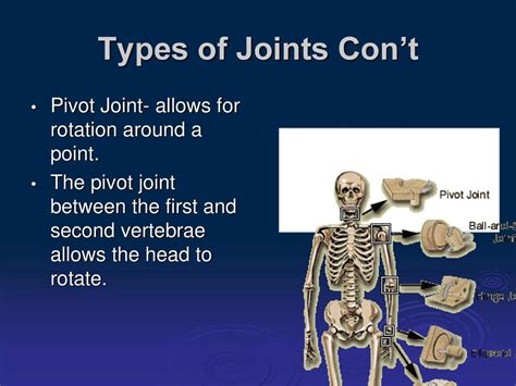Pivot Joints In The Human Body