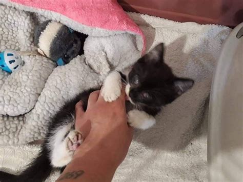 Maca Beba Miley Treba Prijevoz