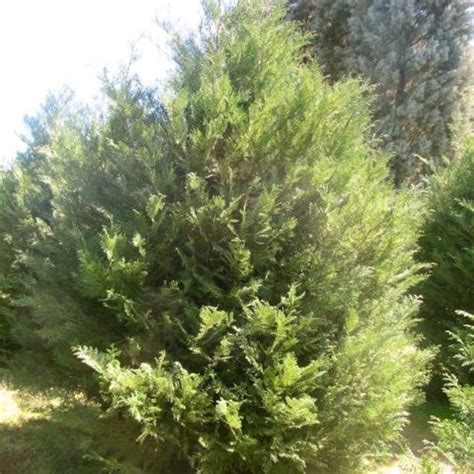 Murray Cypress Etsy