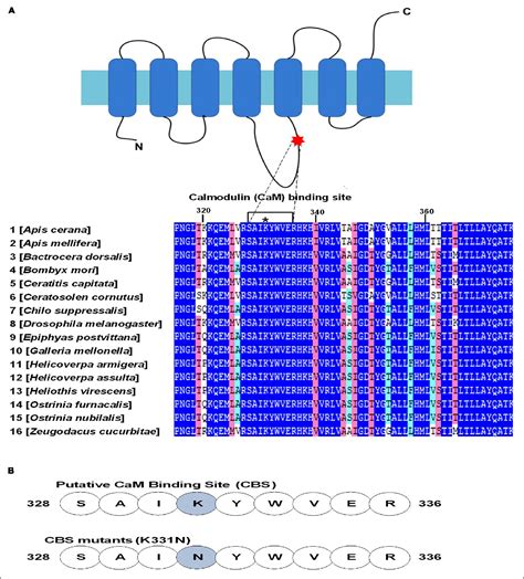 Figure 1 From Calmodulin Activity Affects The Function Of The Odorant