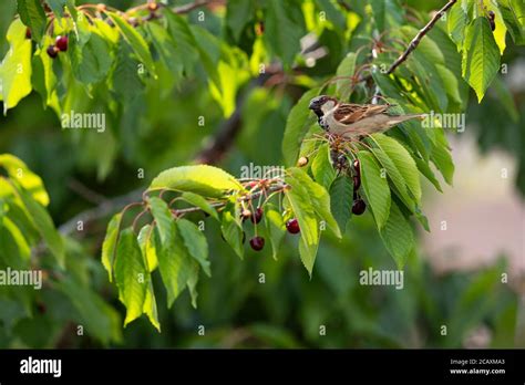 Adult Male House Sparrow In A Cherry Tree Stock Photo Alamy