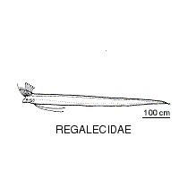 Line Drawing Of Regalecidae