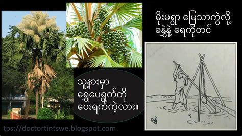 G10 Myanmar Poem ဗုံတော်သား ၁ အထက်တန်း၏ အတန်းအလိုက် နှင့် ဘာသာရပ်အလိုက် သင်ခန်းစာ အရင်းအမြစ်မ
