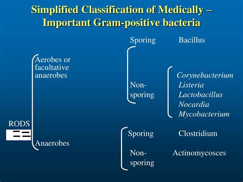 Gram Negative Bacteria Classification