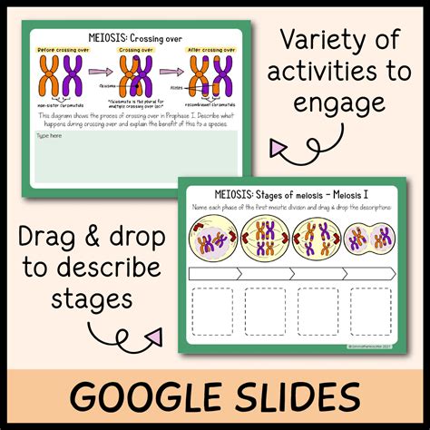 Meiosis Bundle Emmatheteachie