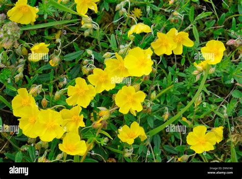Common Rock Rose Helianthemum Nummularium Group Of Flowers Stock