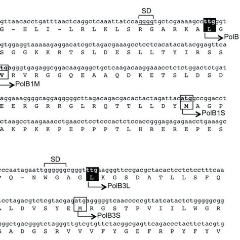 The Steps In Dna Replication In Archaea Top Archaeal Circular Download Scientific Diagram