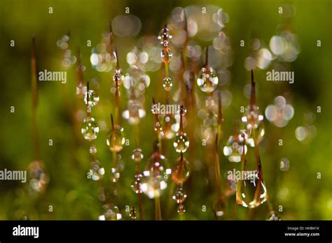 Setae And Capsules Of Moss With Water Droplets Reproductive Structures Of Plant Possibly