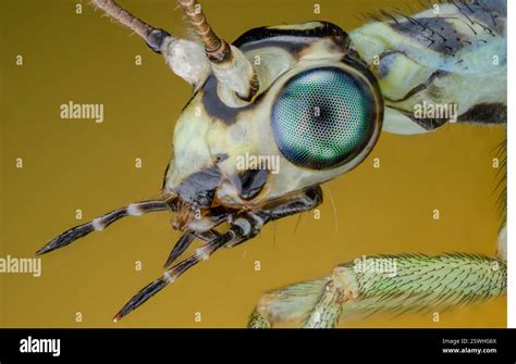 Microscope Image Of A Lacewing Focus Stack Of A Lacewing Portrait Of A Adult Lacewing