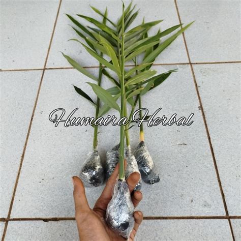 Jual Bibit Jahe Putih Jahe Emprit Shopee Indonesia