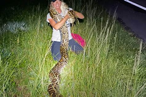 Without Natural Predators Floridas Python Population Grows