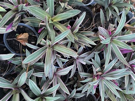 Tradescantia Spathacea Dwarf Oyster Plant Moses In A Cradle Boat Lily