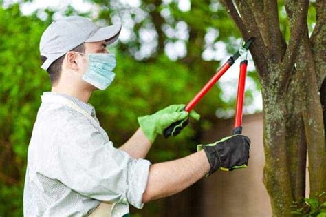 5 Pruning Techniques To Enhance The Beauty Of A Trees Saw Features