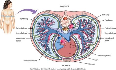 Oxygenation Lecture Exam 3 Flashcards Quizlet