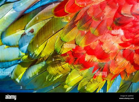 Red Parrot Feathers