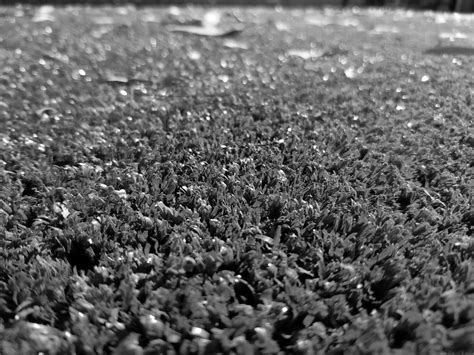 Black And White Grass Background Close View Grayscale Grass Photo