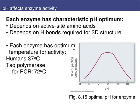 Ppt Chapt 8 Enzymes As Catalysts Powerpoint Presentation Free