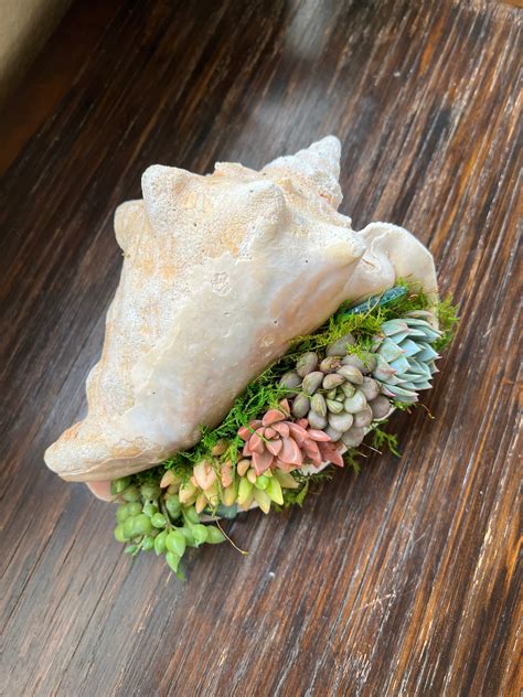 Succulent Conch Shell Arrangement Succulent Favors And Plant Ts By